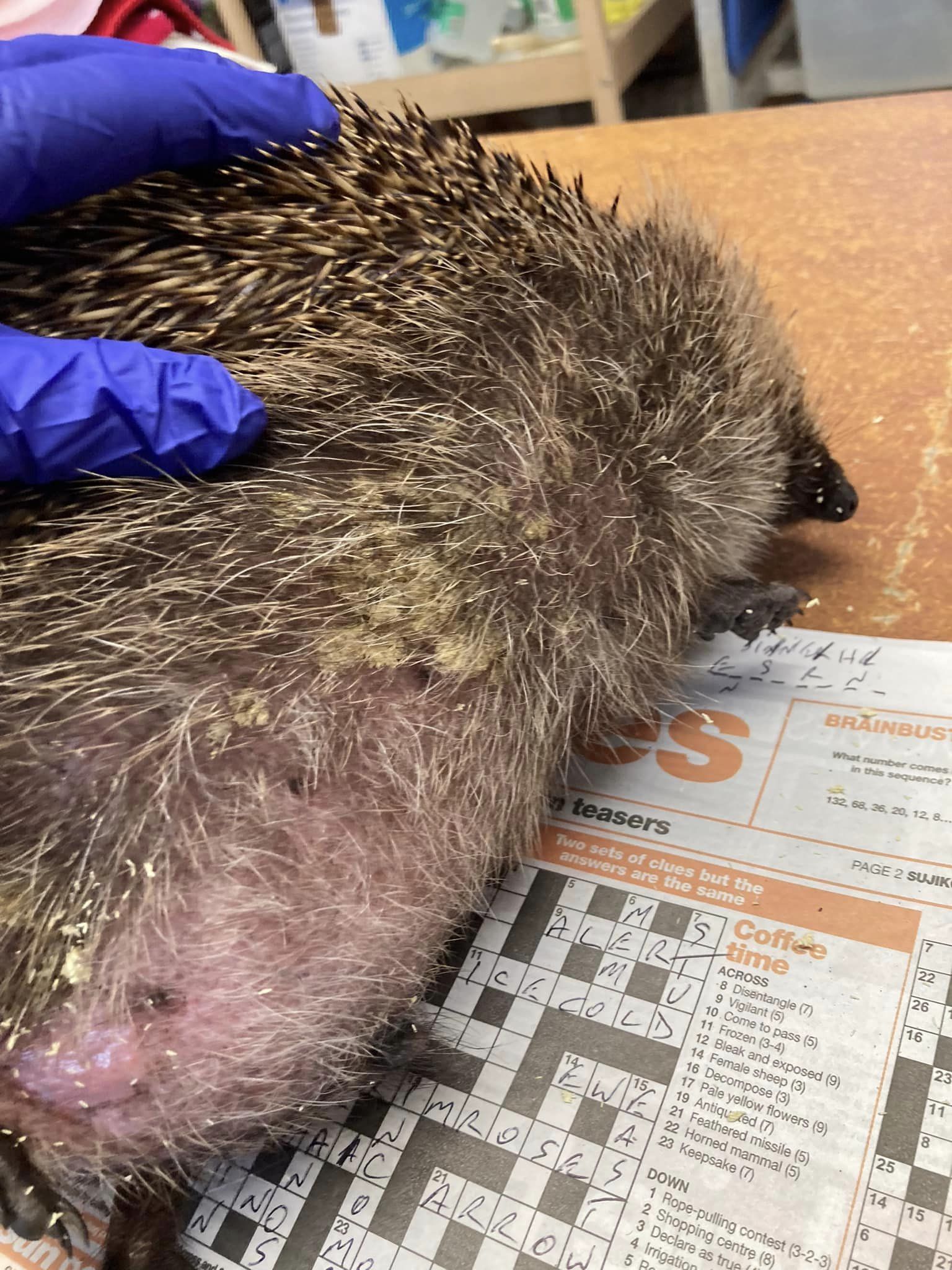 Balloon Syndrome.. – Pickering Hedgehog Rescue