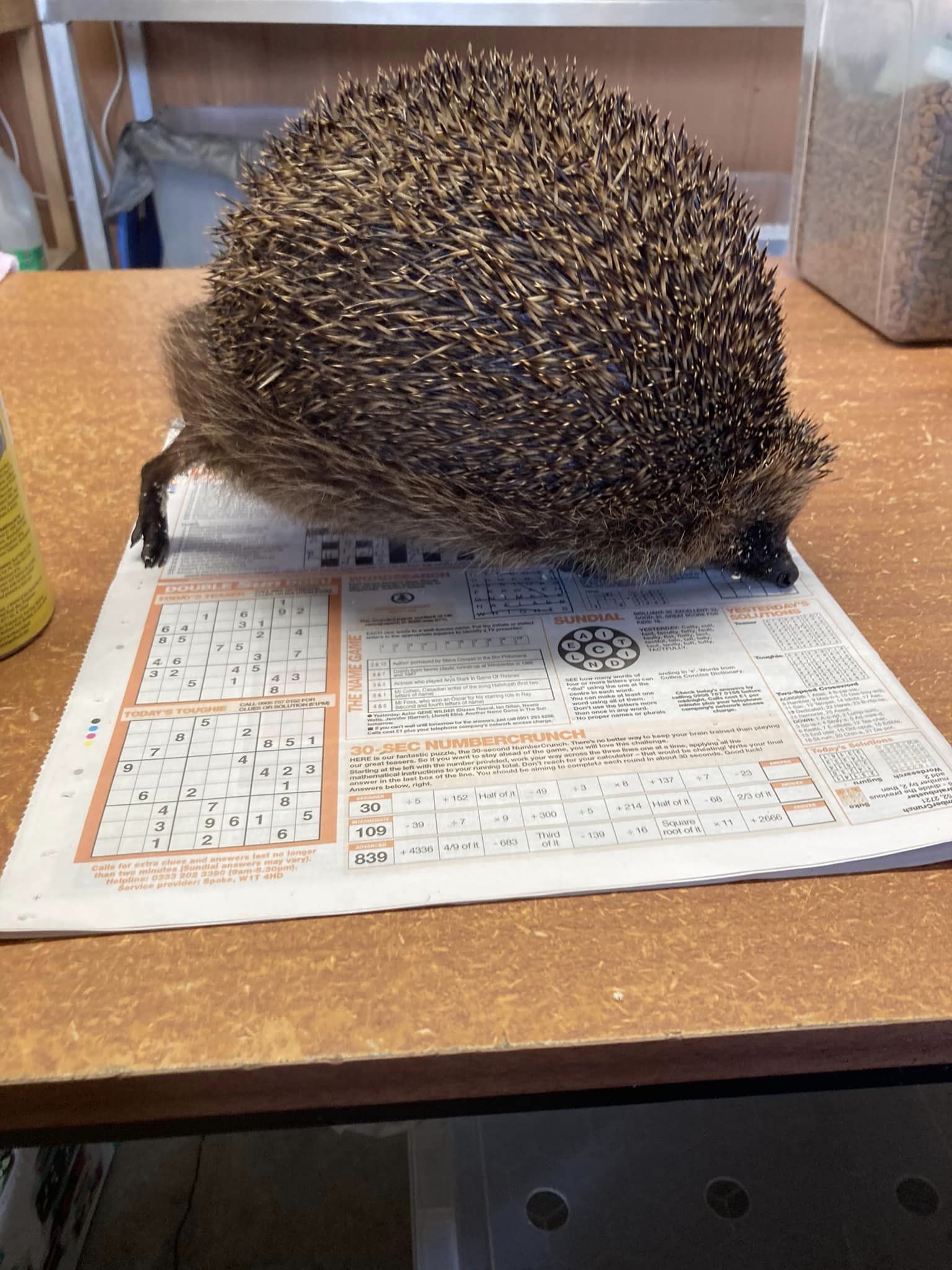 Balloon Syndrome.. – Pickering Hedgehog Rescue